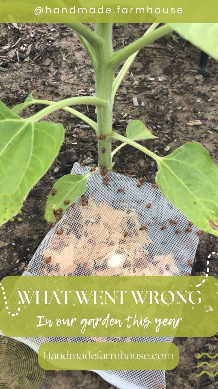 Summer Garden: What Went Wrong - Handmade Farmhouse