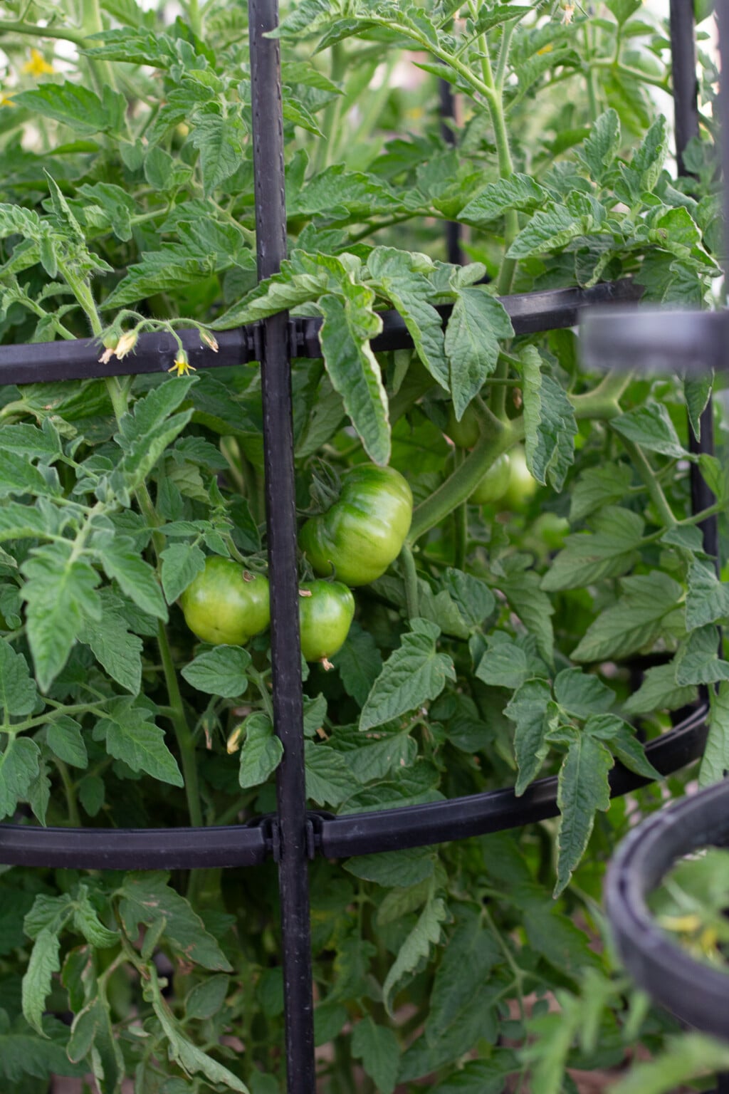 Tips for Growing Healthy Tomatoes - Handmade Farmhouse