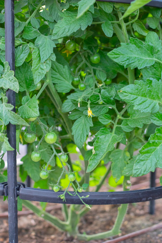 Tips for Growing Healthy Tomatoes - Handmade Farmhouse