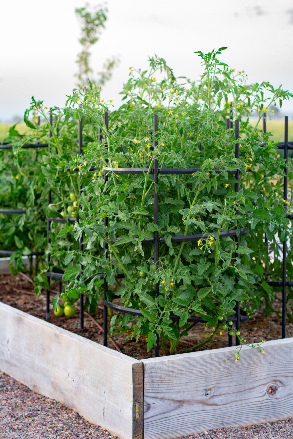 Tips for Growing Healthy Tomatoes - Handmade Farmhouse