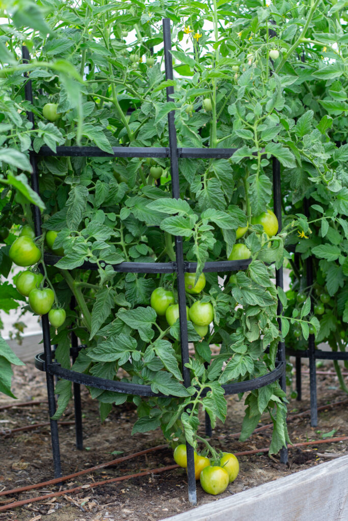 Tips for Growing Healthy Tomatoes - Handmade Farmhouse
