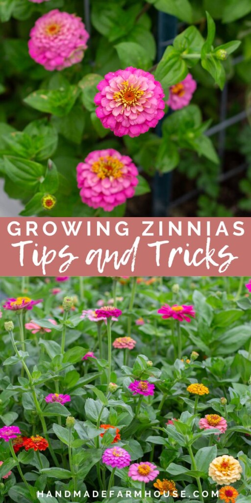 Growing Zinnias in Your Summer Garden - Handmade Farmhouse